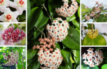 Benjamin Çiçeği Bakımı - 2023 Rehberi