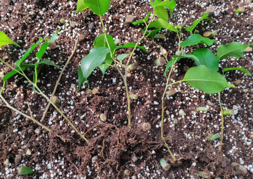 Benjamin Çiçeği Bakımı - 2023 Rehberi