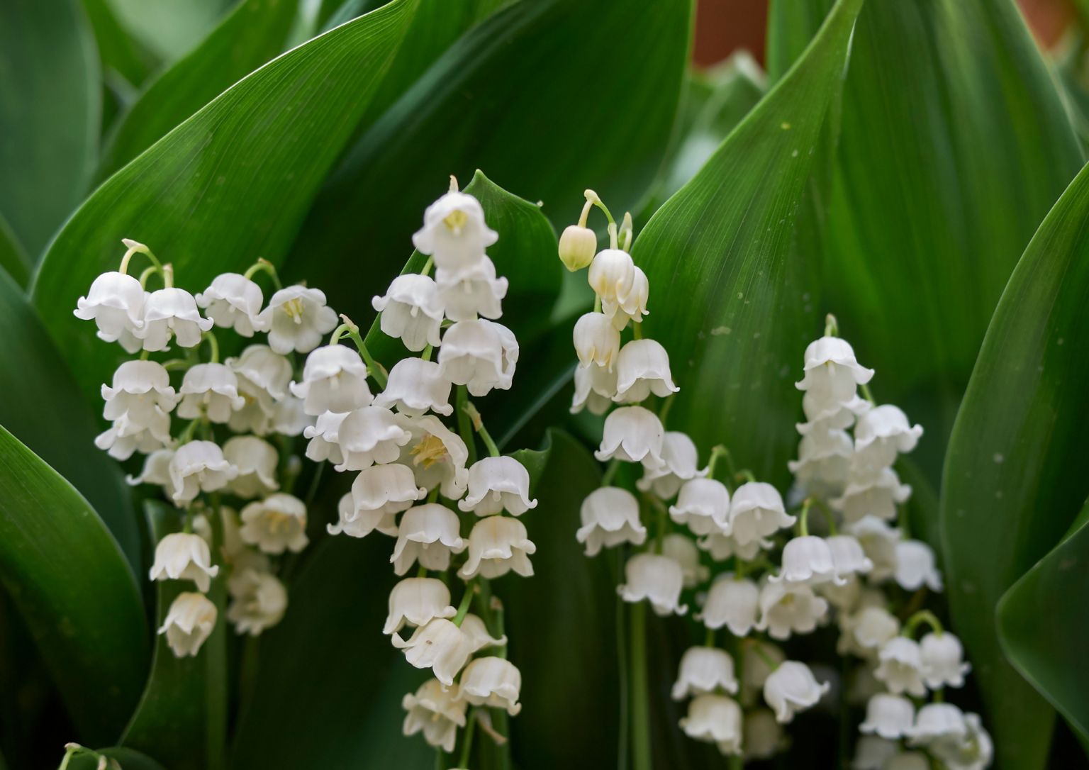 Müge Çiçeği Bakımı ve Özellikleri - 2024 Rehberi