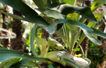 Oya Ağacı Özellikleri ve Bakımı - 2024 Rehberi