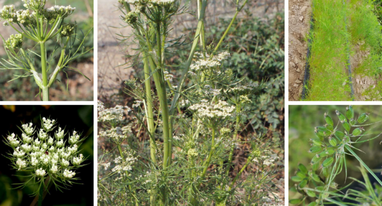 Kimyon Bitkisi, Faydaları ve Kullanımı - 2023 Rehberi