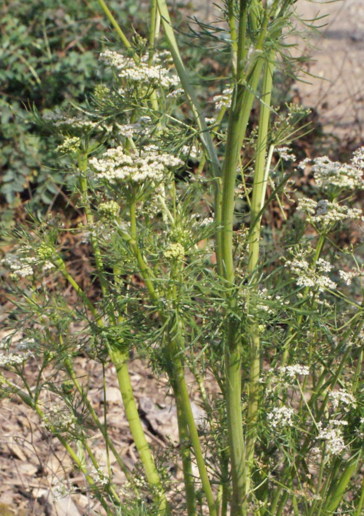 Kimyon Bitkisi, Faydaları ve Kullanımı - 2023 Rehberi