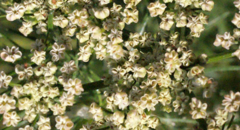 Kimyon Bitkisi, Faydaları ve Kullanımı - 2023 Rehberi