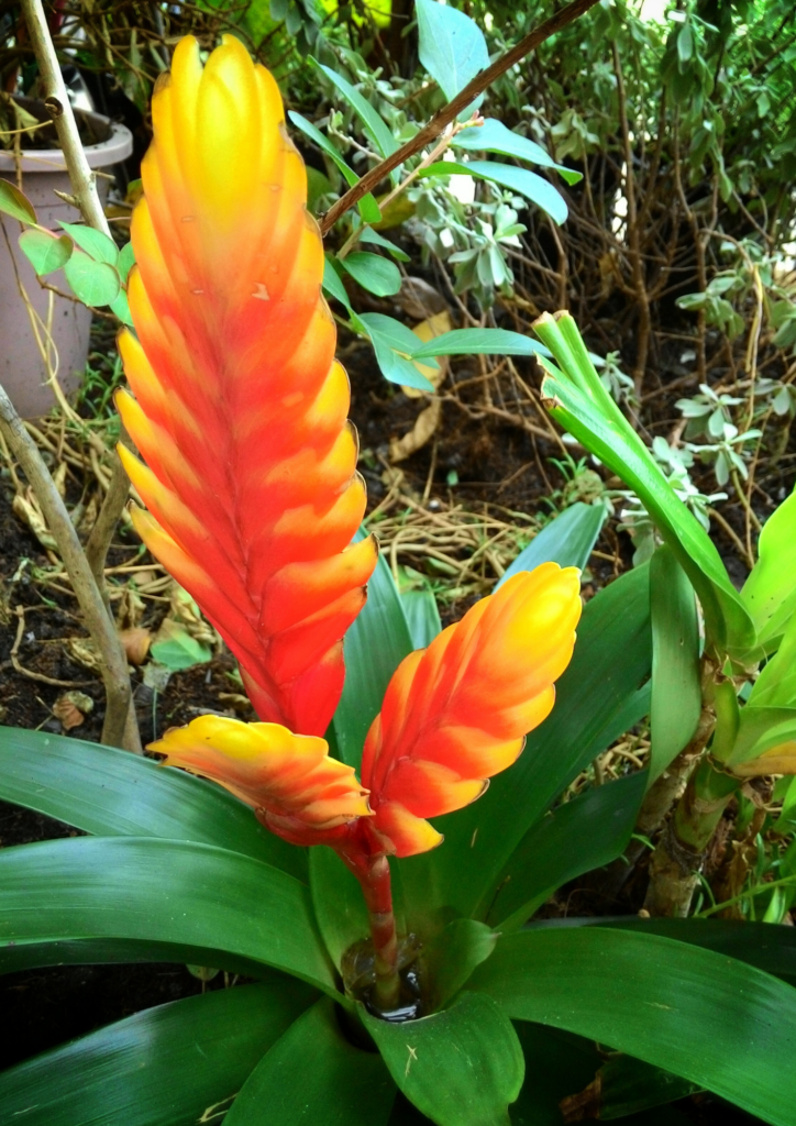 Vriesea Çiçeği Bakımı ve Özellikleri - 2023 Rehberi