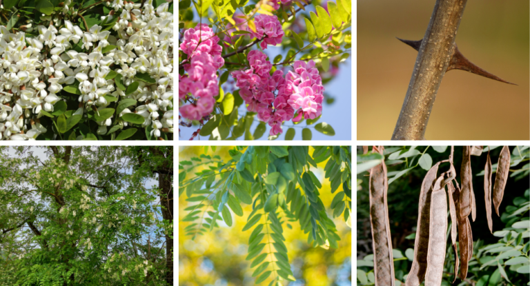 Akasya Ağacı Özellikleri ve Bakımı - 2023 Güncel Rehber