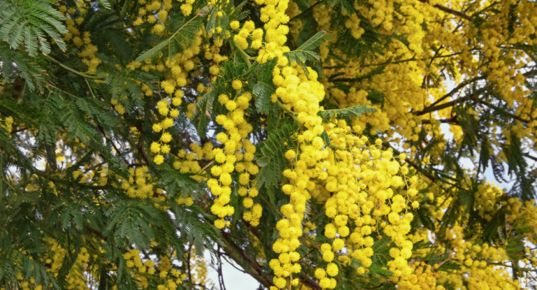 Mimoza Ağacı Bakımı ve Özellikleri - 2024 Rehberi