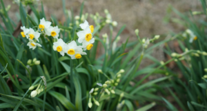 Nergis çiçeği hikayesi, anlamı ve özellikleri - 2023 Güncel