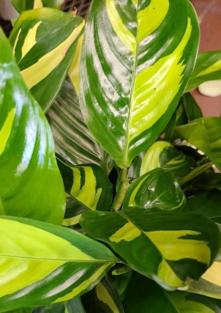 Ctenanthe lubbersiana (Calathea pilosa) - 2023 Güncel Bilgiler