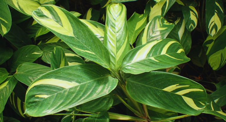Ctenanthe lubbersiana (Calathea pilosa) - 2023 Güncel Bilgiler