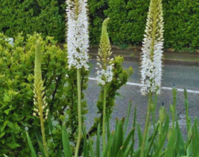 Kimyon Bitkisi, Faydaları ve Kullanımı - 2023 Rehberi