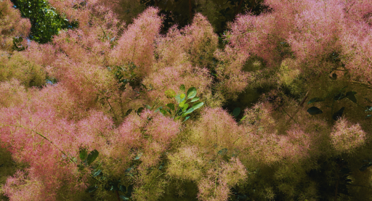 Duman ağacı özellikleri ve yetiştiriciliği - 2023 Güncel