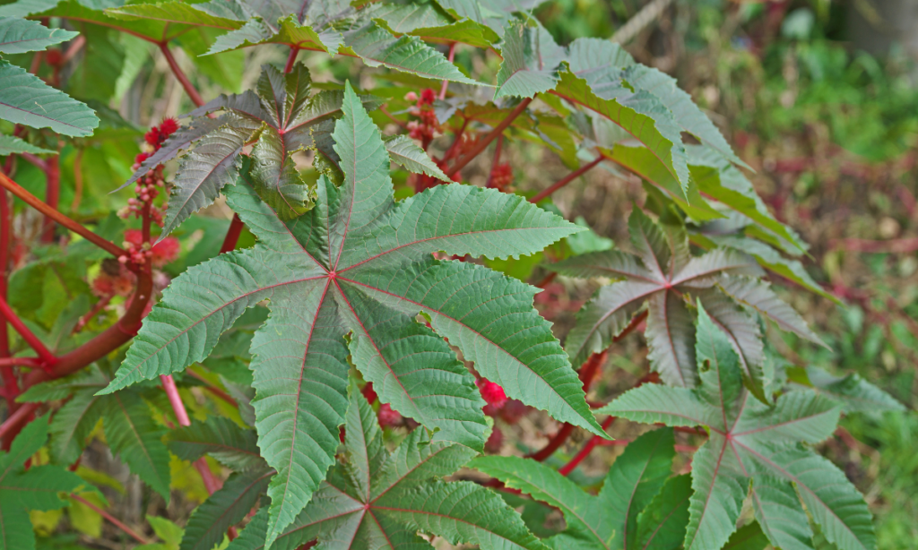 Hint yağı bitkisi - 2024 Güncel bilgiler