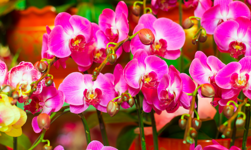 Orkide bakımı ve bilmeniz gereken 5 yöntem