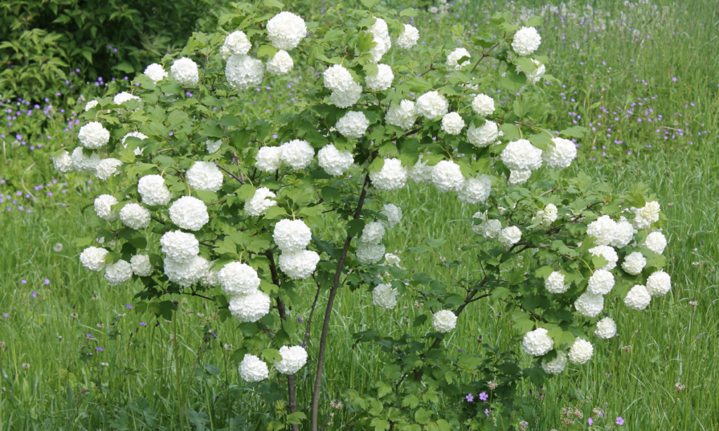 Kartopu çiçeği bakımı ve özellikleri - 2024 Rehberi