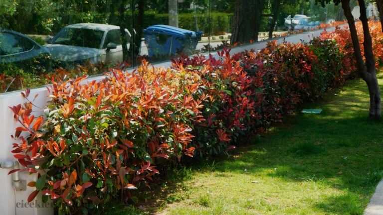 Bodur Alev Çalısı ve Özellikleri - 2025 Güncel Bilgiler
